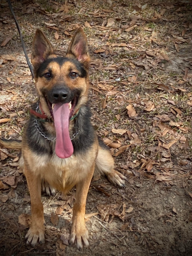 K-9s For Sale - K9-OTC